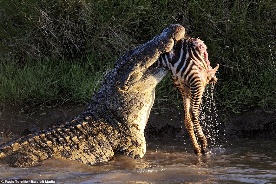THE APPEASER FEEDS THE CROCODILE IN THE HOPES IT WILL EAT HIM LAST ...